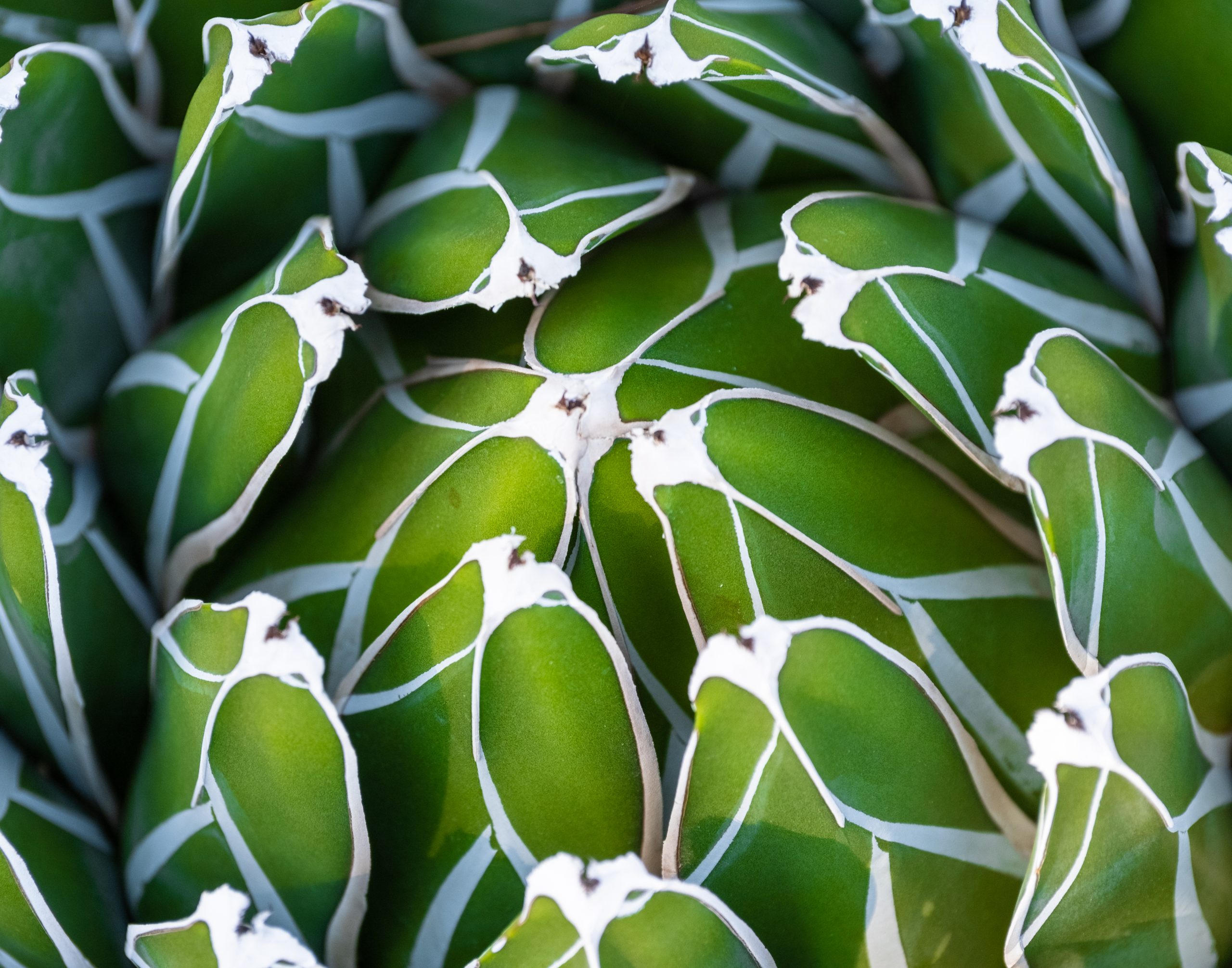 Agave print - AZ Luminaria