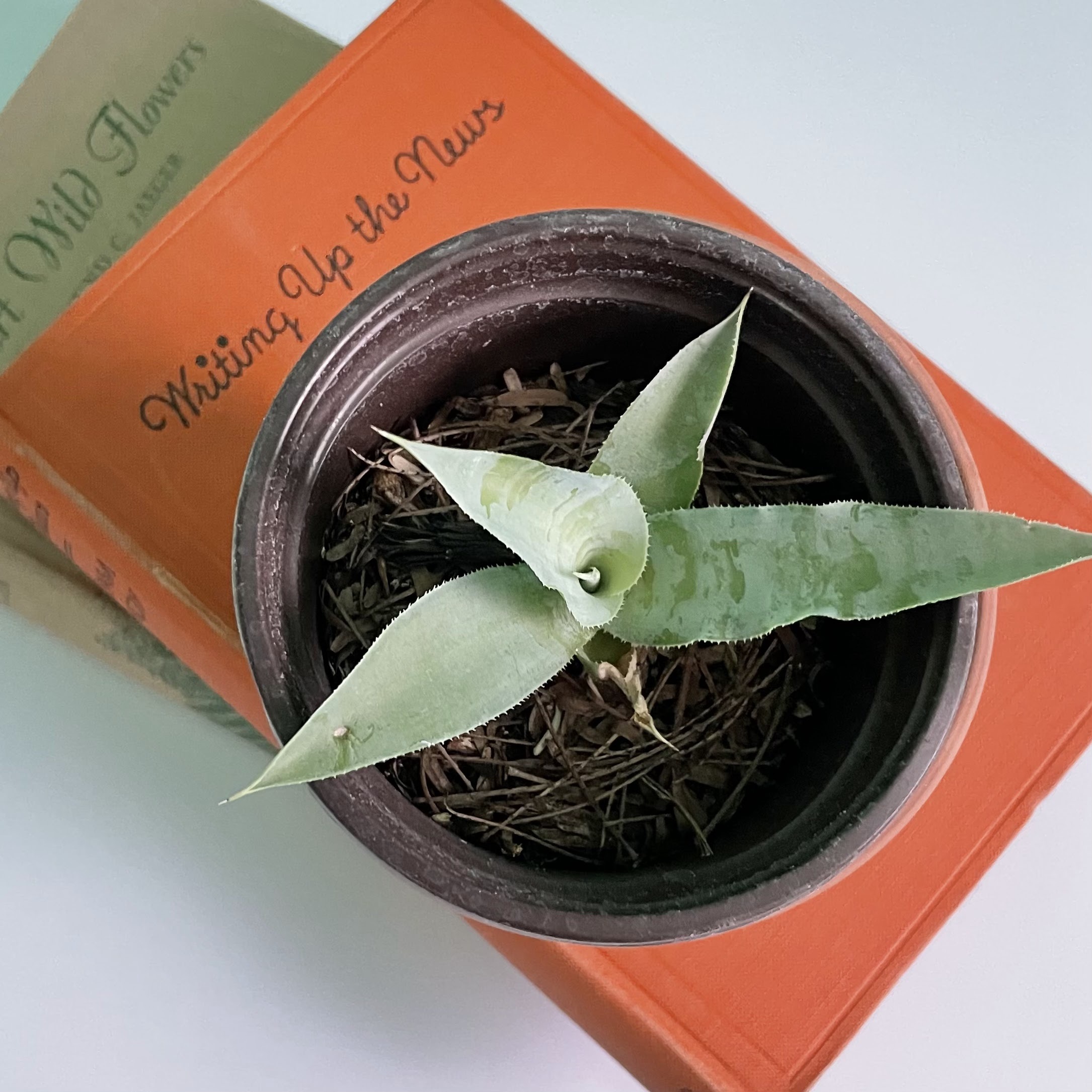 Agave - AZ Luminaria